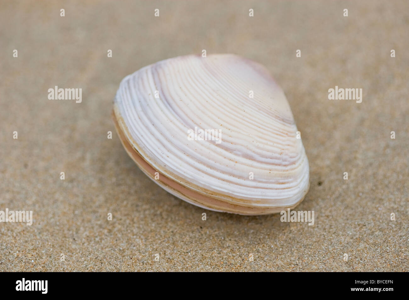 Clam shell [possibly Mactra (Austomactra) rufescens] on beach Stock ...