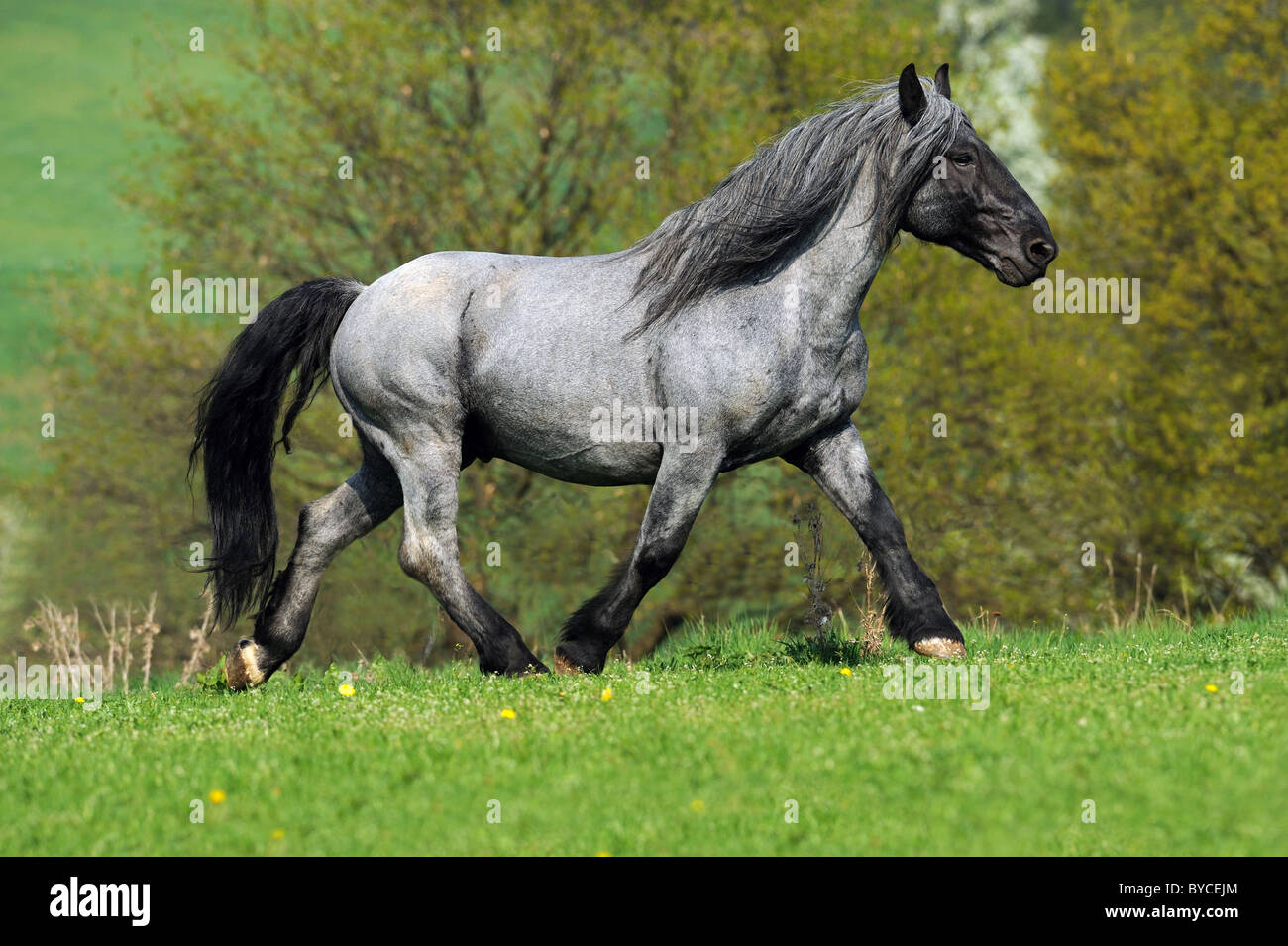 Noriker Horse (Equus ferus caballus), stallion trotting on a pasture ...