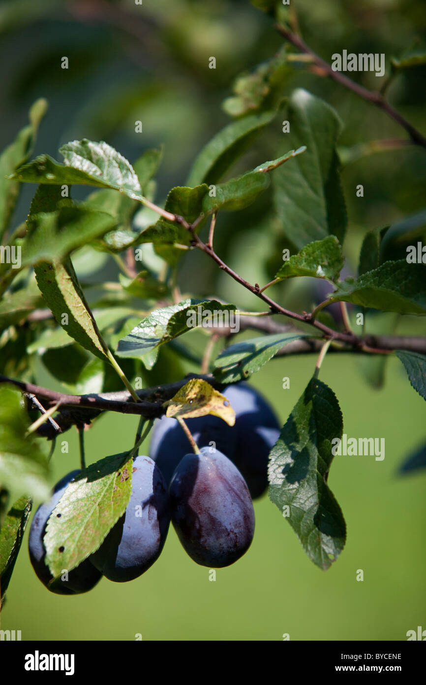 Prunes tree hi-res stock photography and images - Alamy