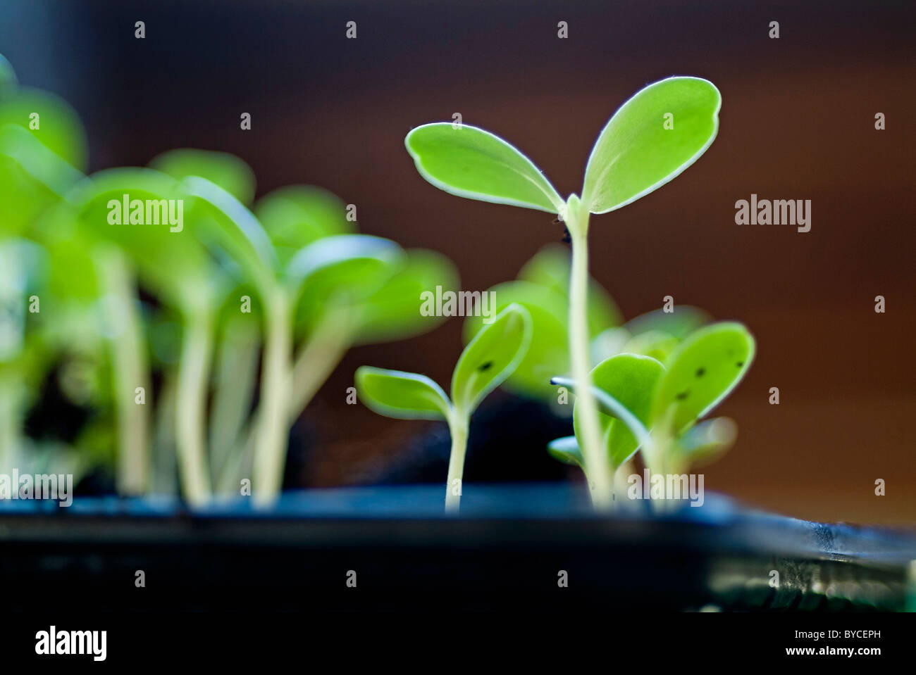 Seeding shoots coming up from the ground Stock Photo - Alamy