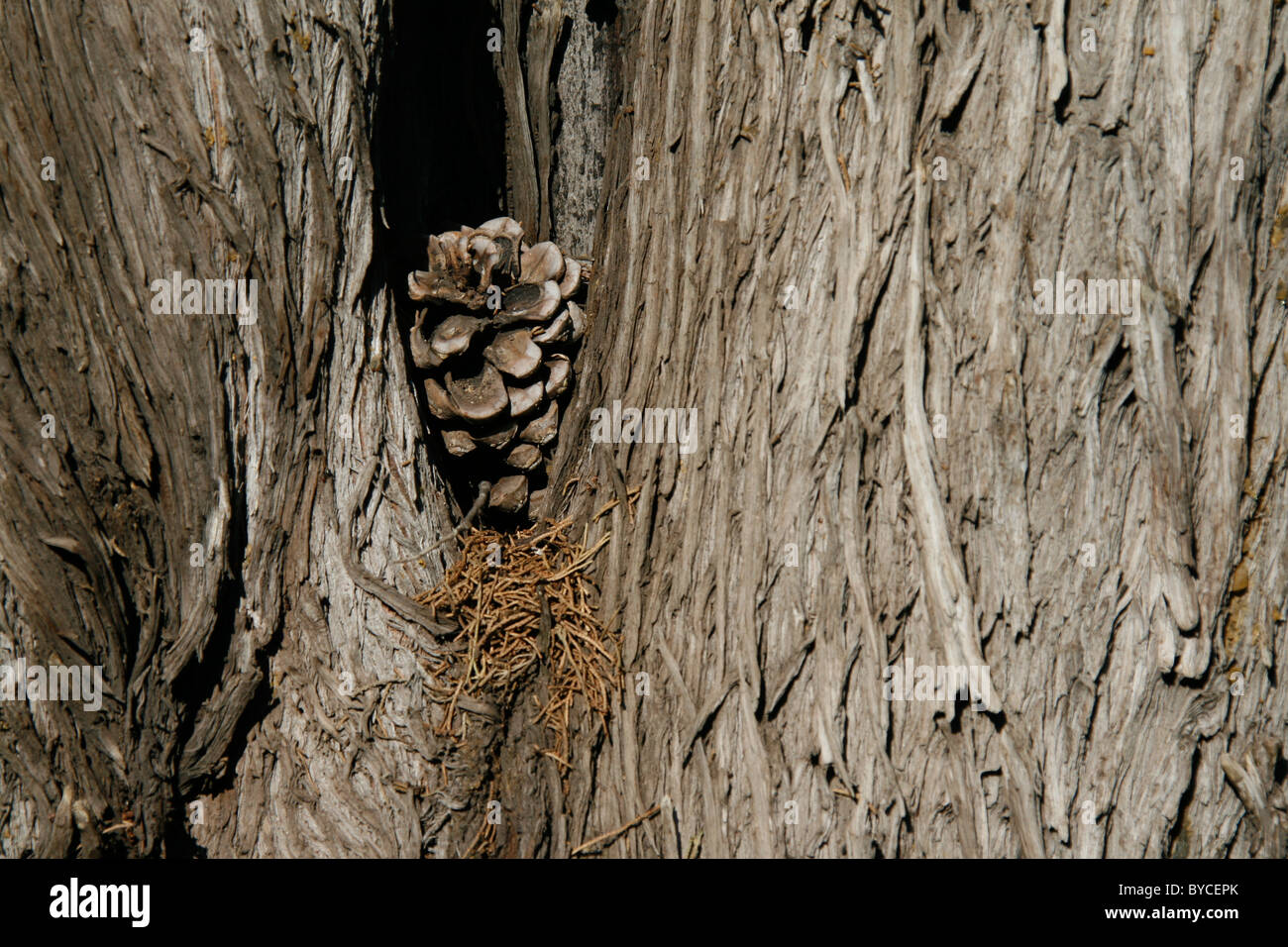 Odd tree bark shape hi-res stock photography and images - Alamy