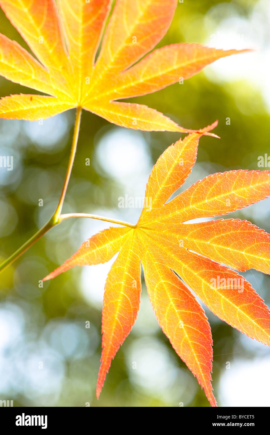 Small red maple tree hi-res stock photography and images - Alamy