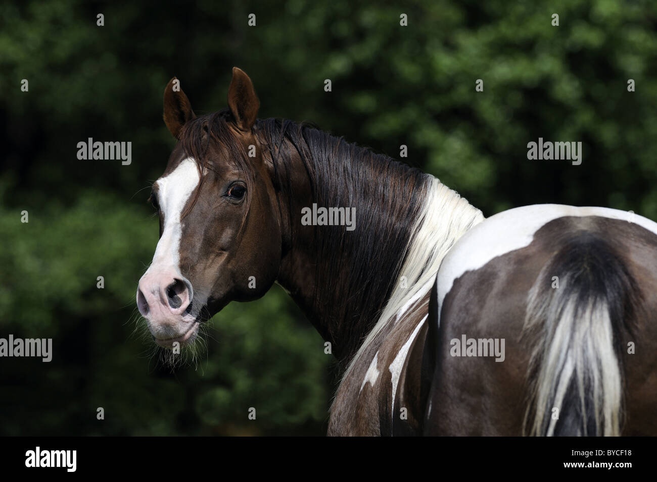 Paint Horse (Equus ferus caballus). Portrait of a stallion Stock Photo ...