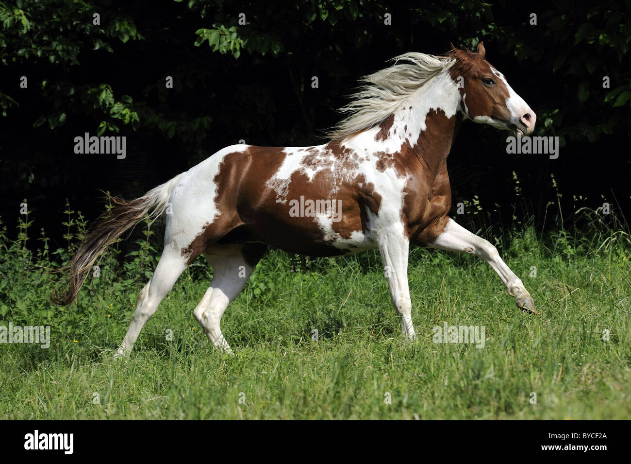 Paint Horse (Equus ferus caballus). A young stallion in a gallop on a ...
