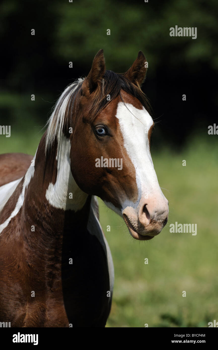 Paint Horse (Equus ferus caballus), portrait of a young stallion Stock ...