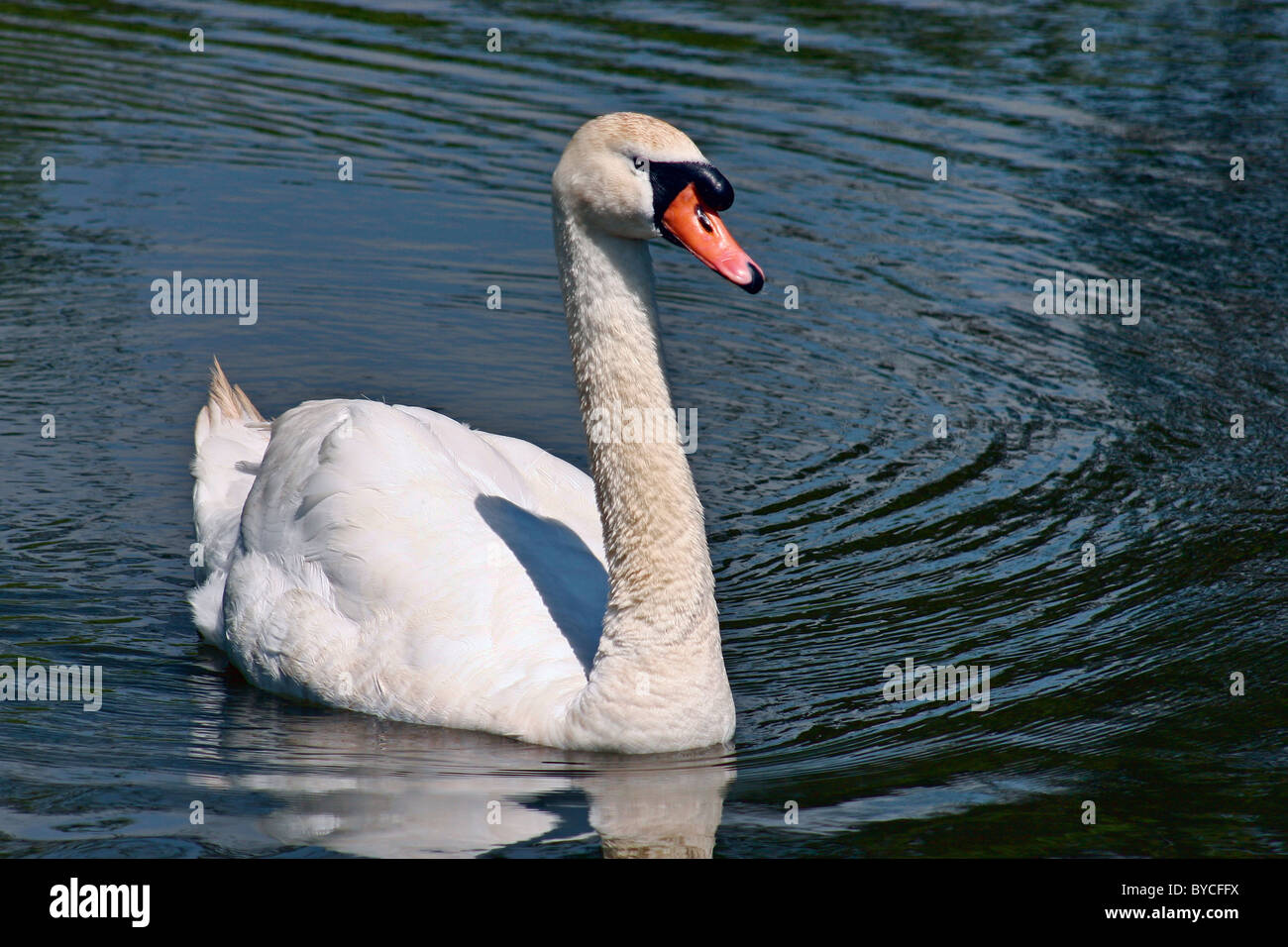 Adult swan beak open hi-res stock photography and images - Alamy