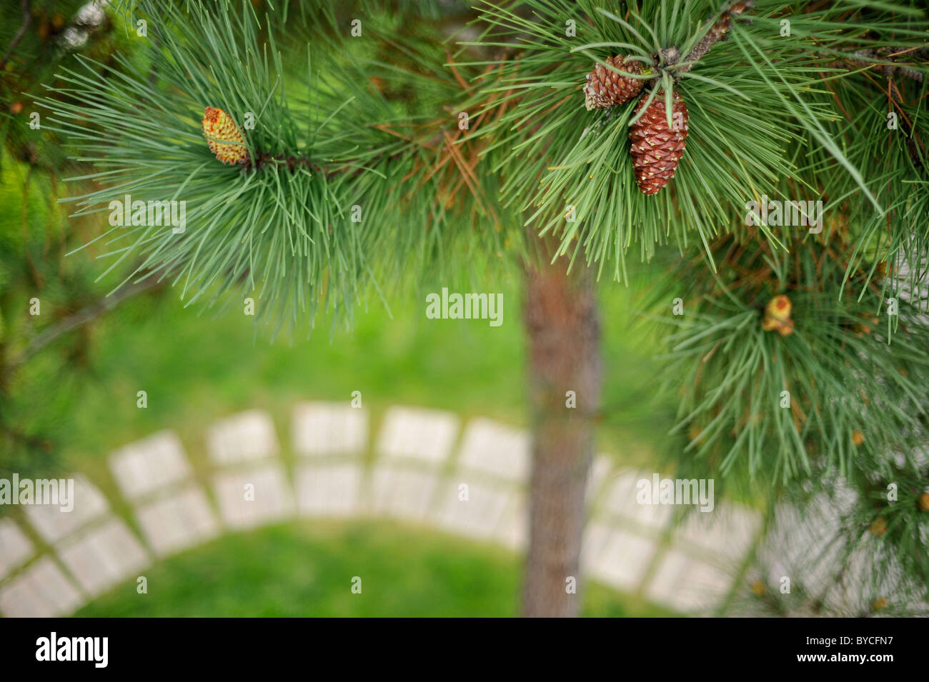 Pine tree with pine cone from above Stock Photo - Alamy
