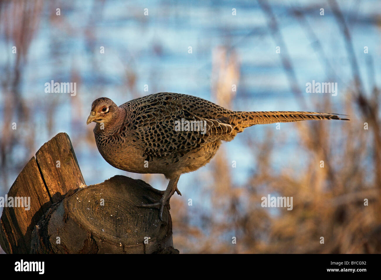 Face female golden pheasant hi-res stock photography and images - Alamy