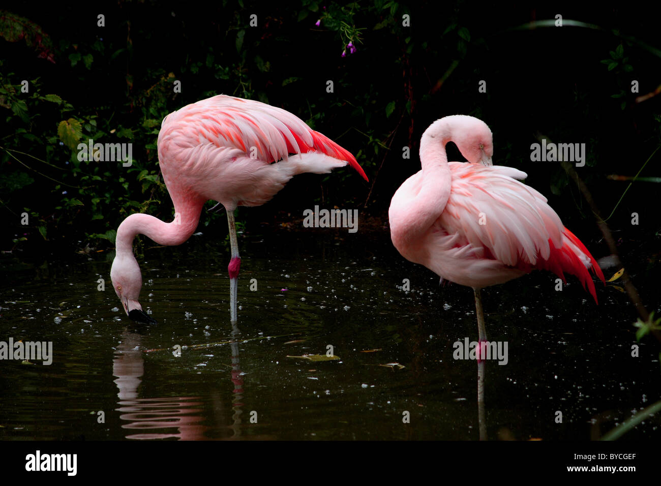 Two pink flamingos hi-res stock photography and images - Alamy