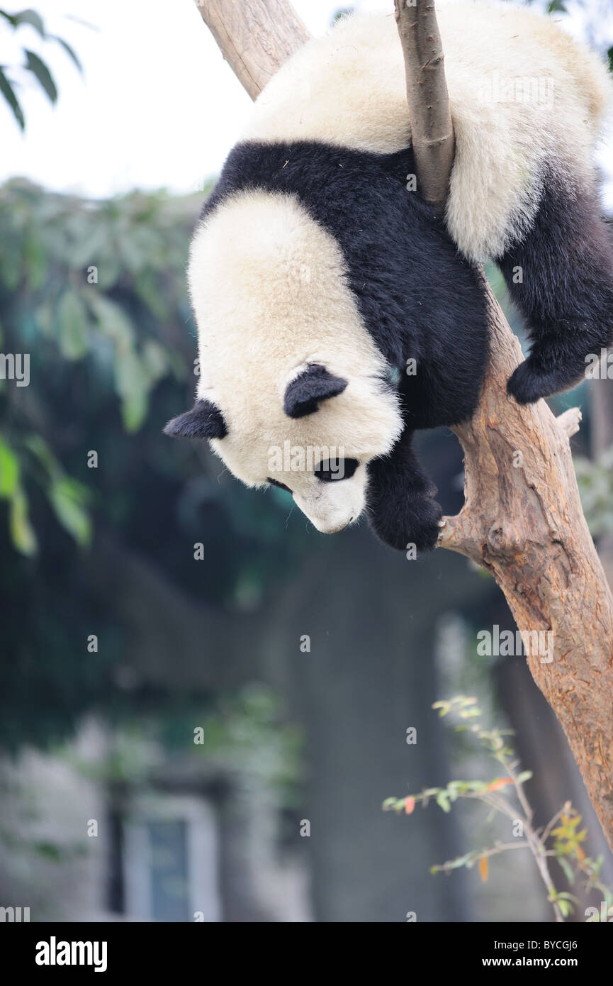 Panda bear cub tree hi-res stock photography and images - Alamy