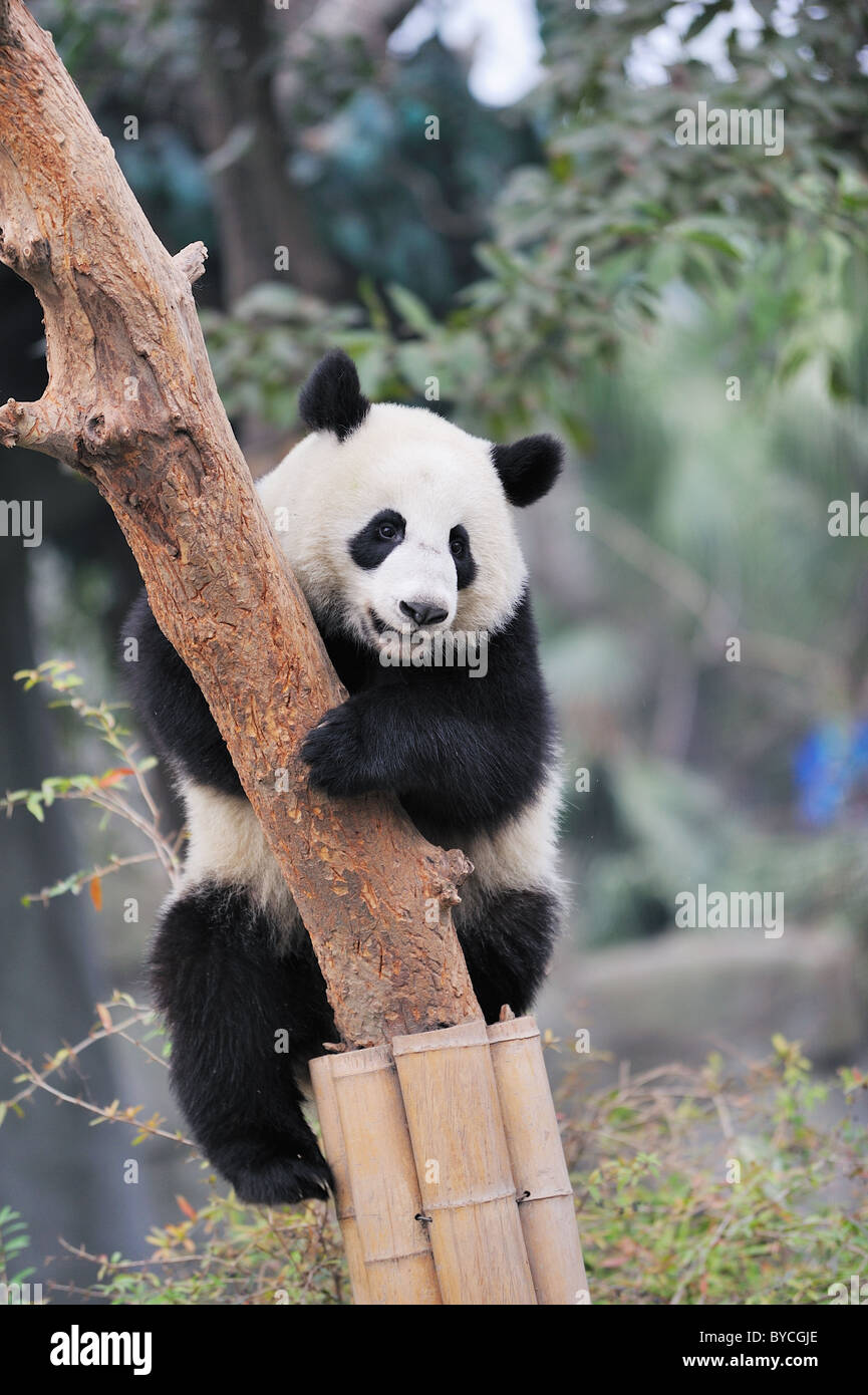 panda climbing tree Stock Photo - Alamy