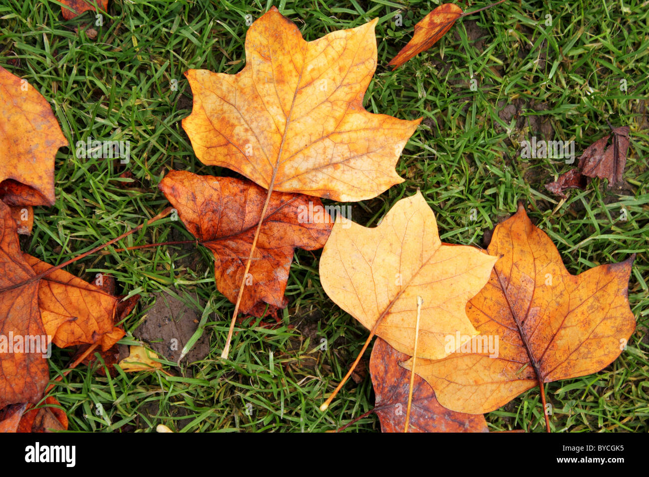 Dropped maple leaves hi-res stock photography and images - Alamy