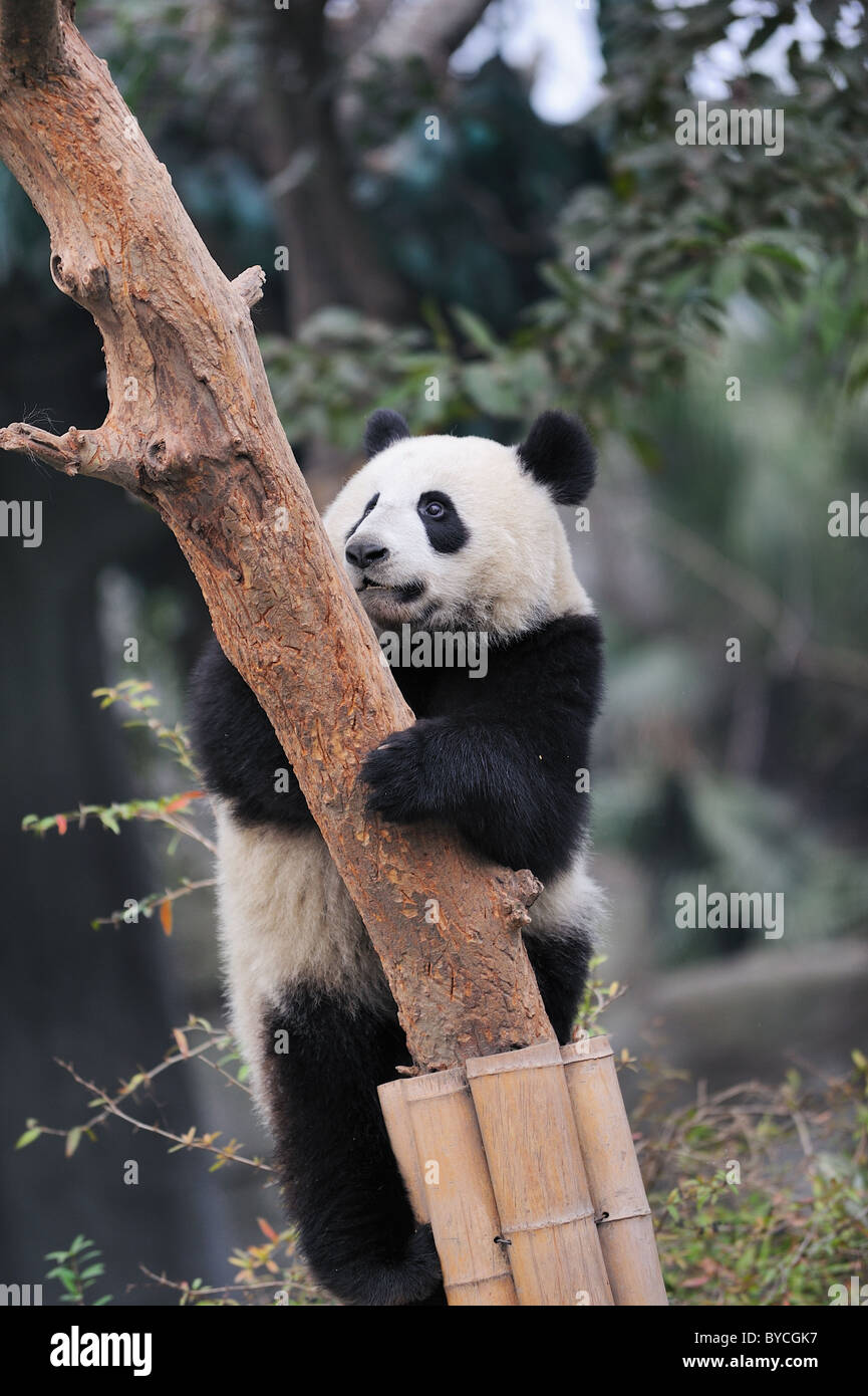 Panda climbing hi-res stock photography and images - Alamy