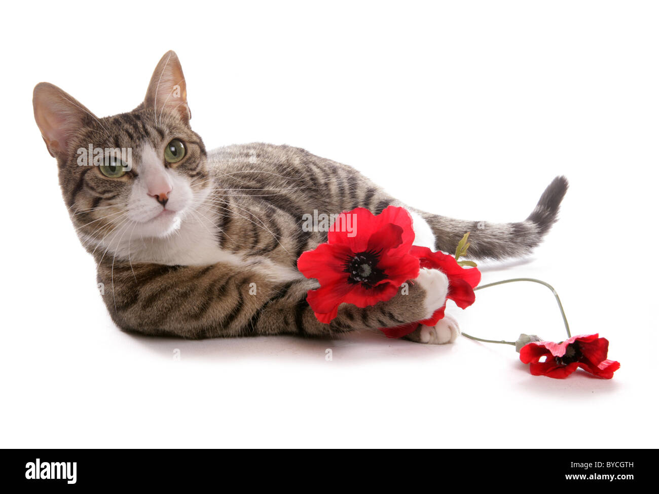 Cute cat laying in Cut Out Stock Images & Pictures - Alamy