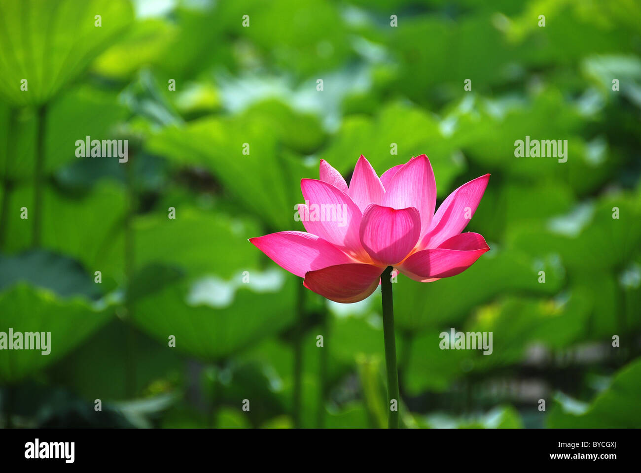 Lotusblumen hi-res stock photography and images - Alamy