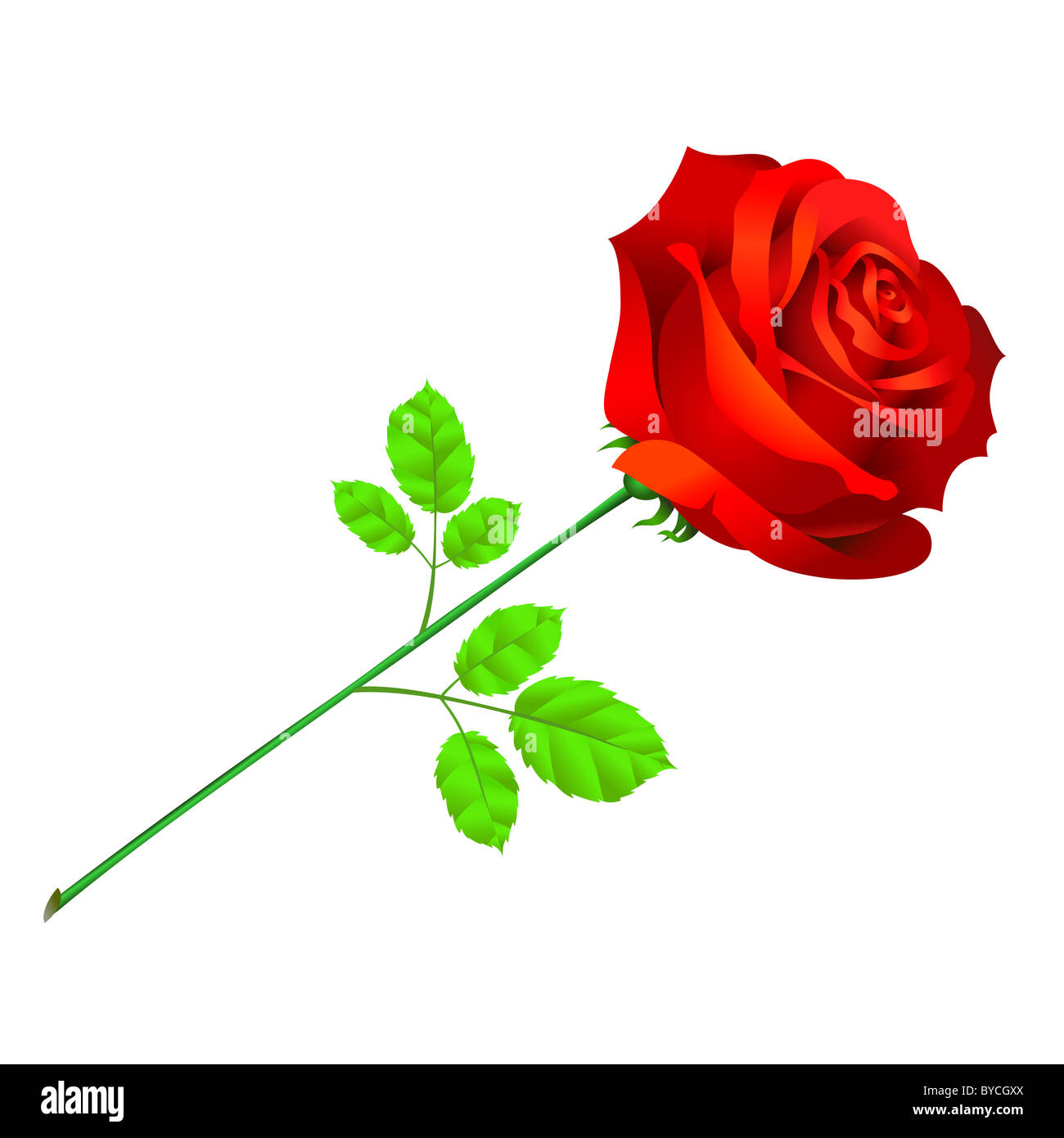 Red rose on a white background, isolated Stock Photo - Alamy