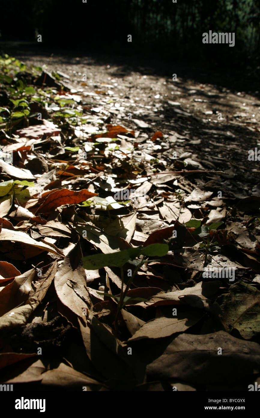 detail of country lane path in countryside Stock Photo - Alamy