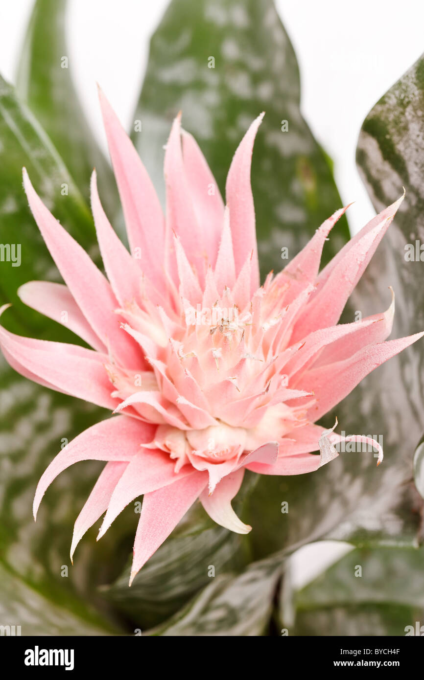 Aechmea Fasciata Bromeliad isolated on white Stock Photo - Alamy
