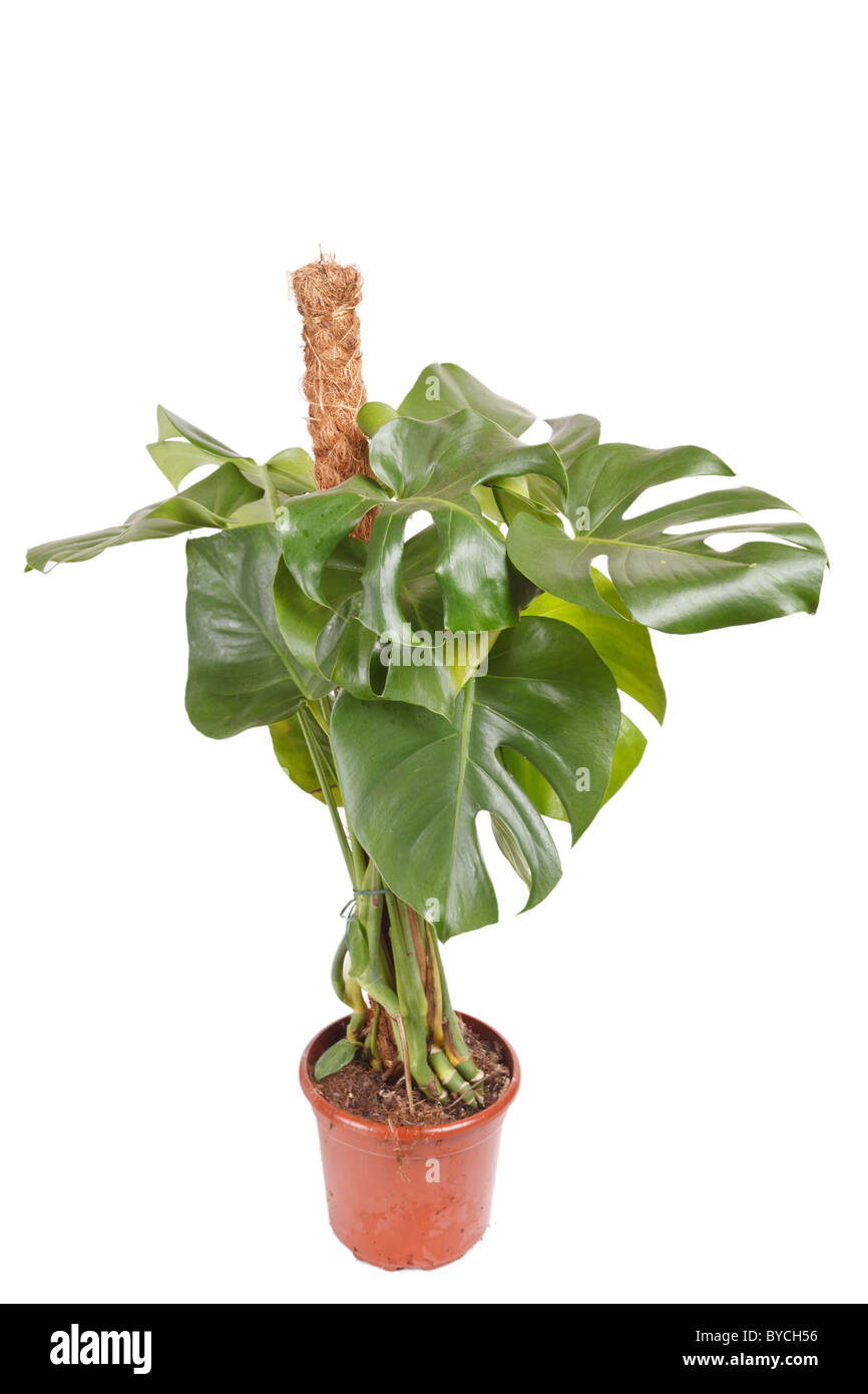 White pot green monstera Cut Out Stock Images & Pictures - Alamy