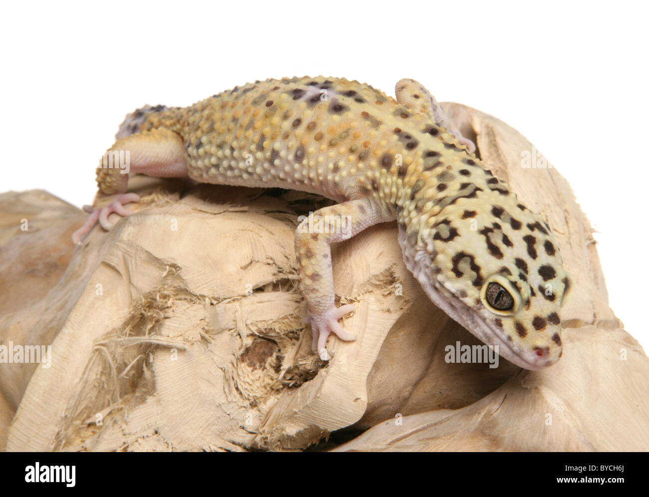 Leopard Gecko Eublepharis macularius Portrait in a studio Stock Photo ...
