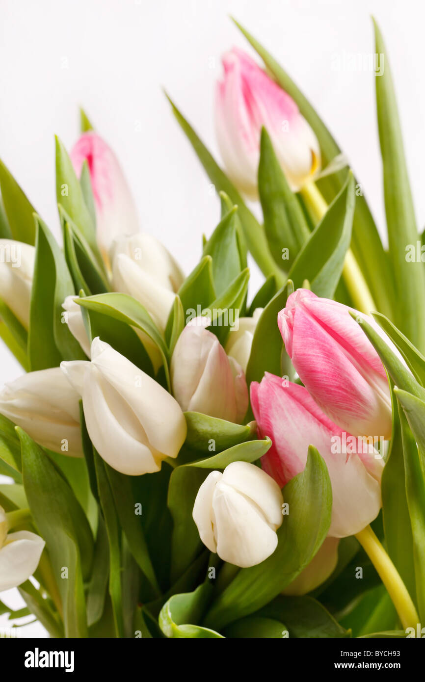 Tul symbol hi-res stock photography and images - Alamy