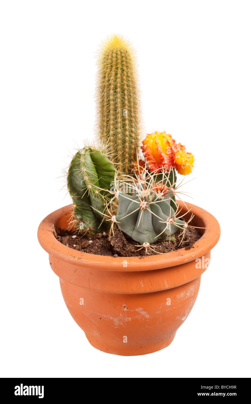 Summer flower spikes Cut Out Stock Images & Pictures - Alamy