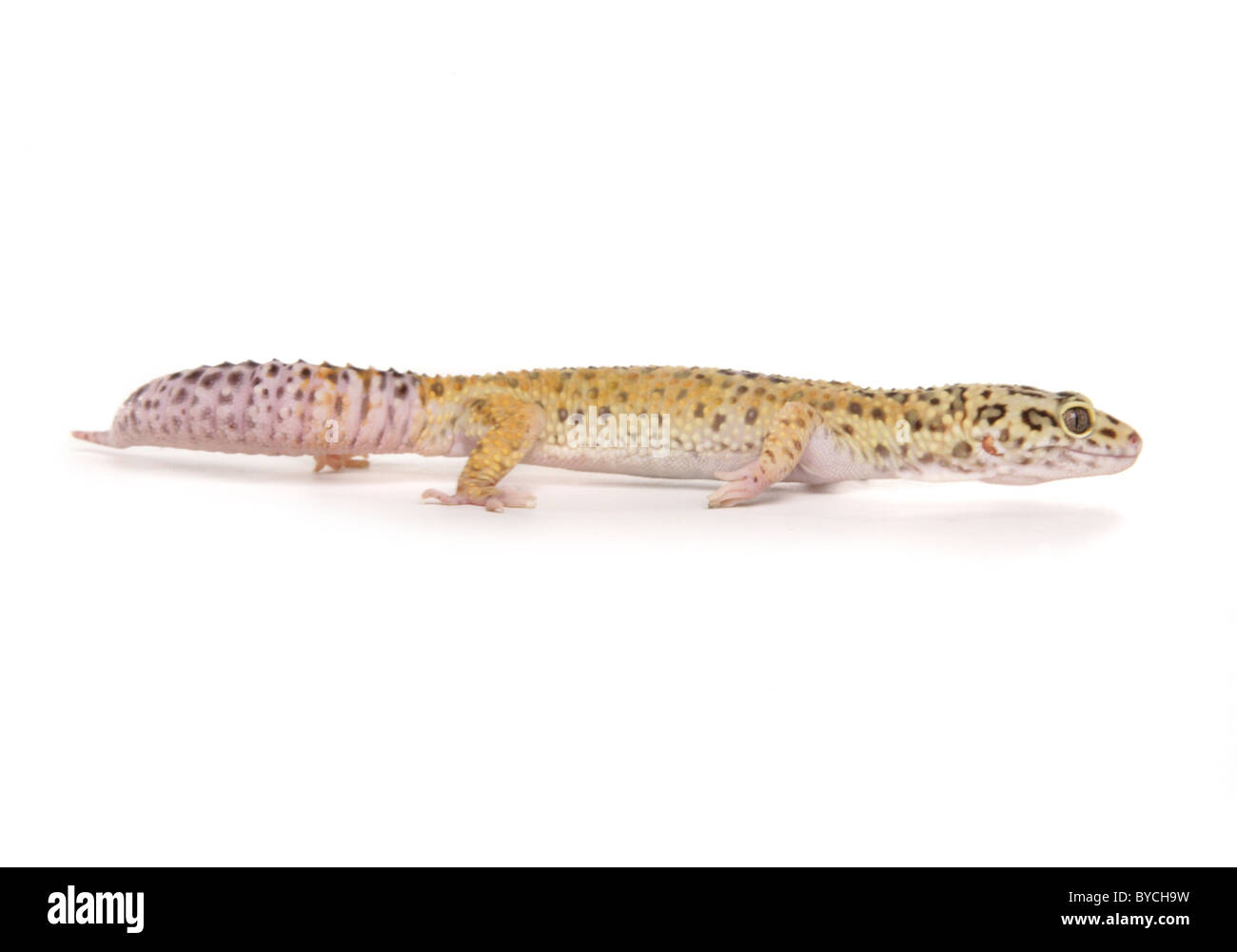 Leopard Gecko Eublepharis macularius Portrait in a studio Stock Photo ...