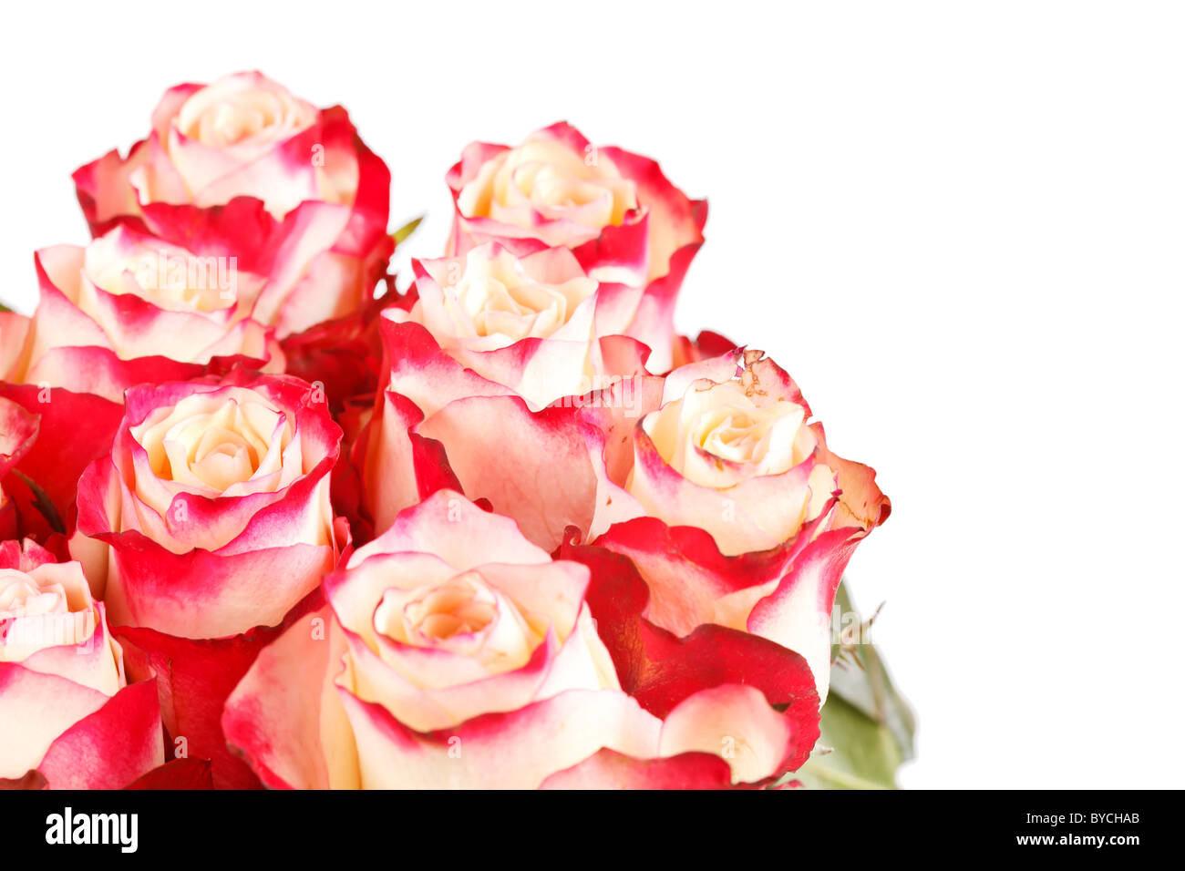 Vitality roses hi-res stock photography and images - Alamy