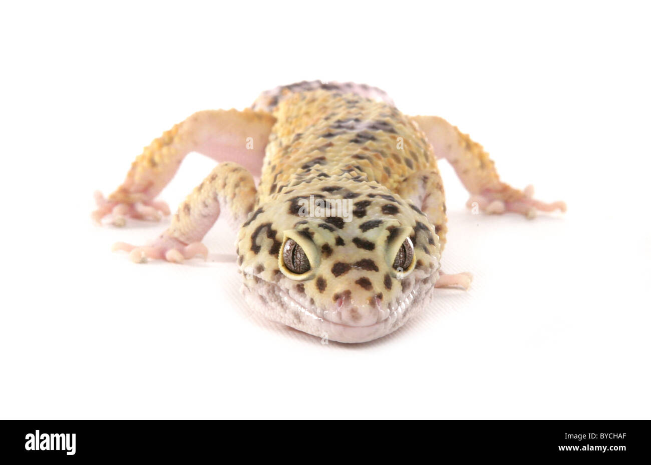 Leopard Gecko Eublepharis macularius Portrait in a studio Stock Photo ...