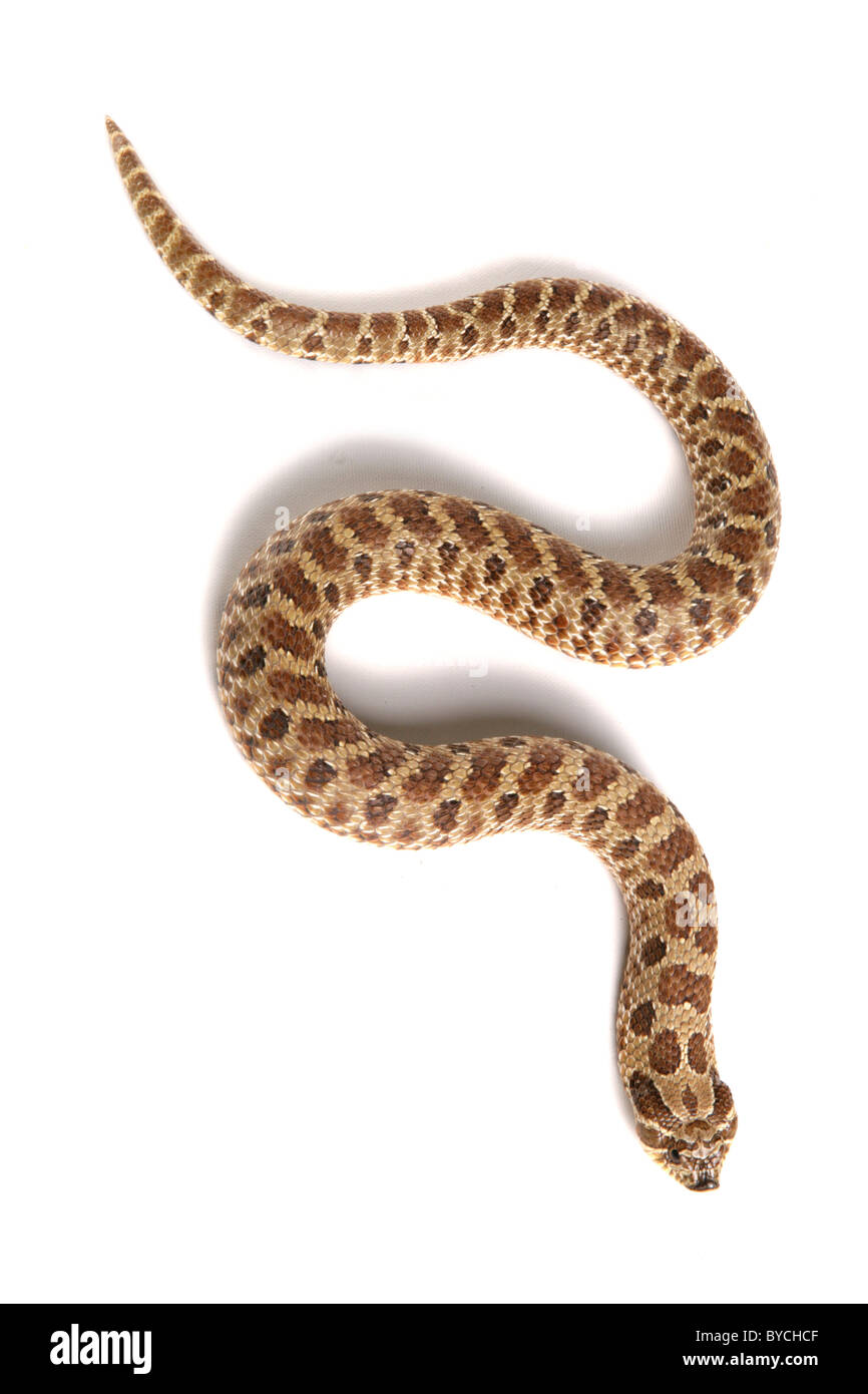 Northern Hognose Snake