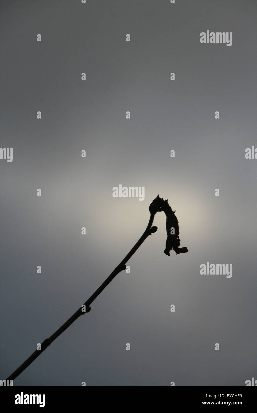 one last leaf on bare tree branches and moody sky Stock Photo - Alamy