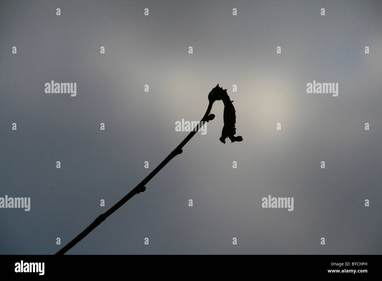 one last leaf on bare tree branches and moody sky Stock Photo - Alamy