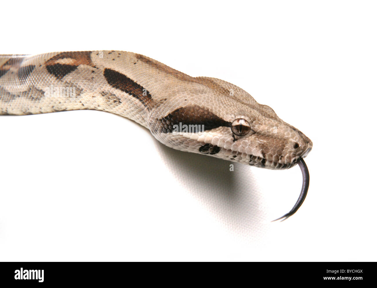 Boa Constrictor Snake Boa C. Constrictor Portrait in studio Stock Photo ...