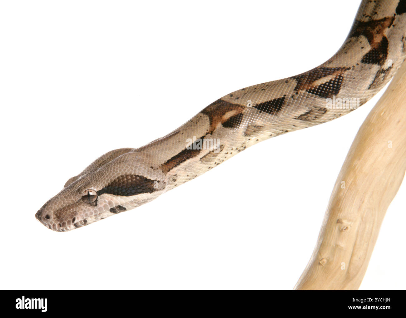 Boa Constrictor Snake Boa C. Constrictor Portrait in studio Stock Photo ...