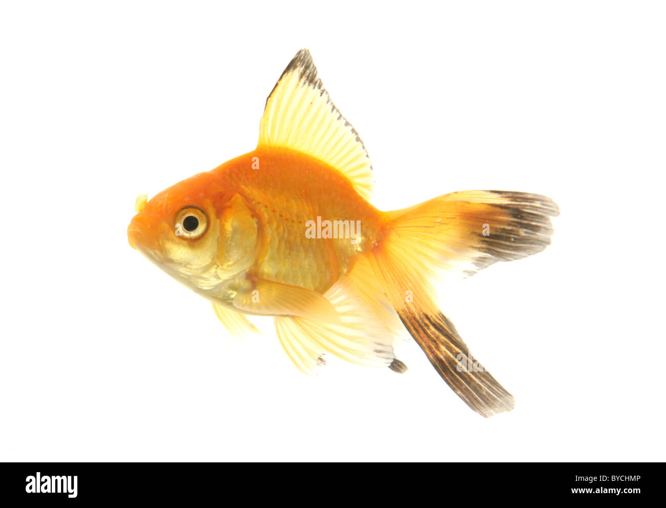 Fantail goldfish cutout portrait studio Stock Photo - Alamy
