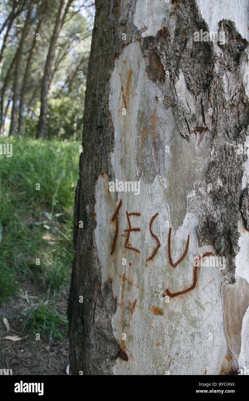 jesus name carved on to a tree trunk bark in woods forest Stock Photo ...