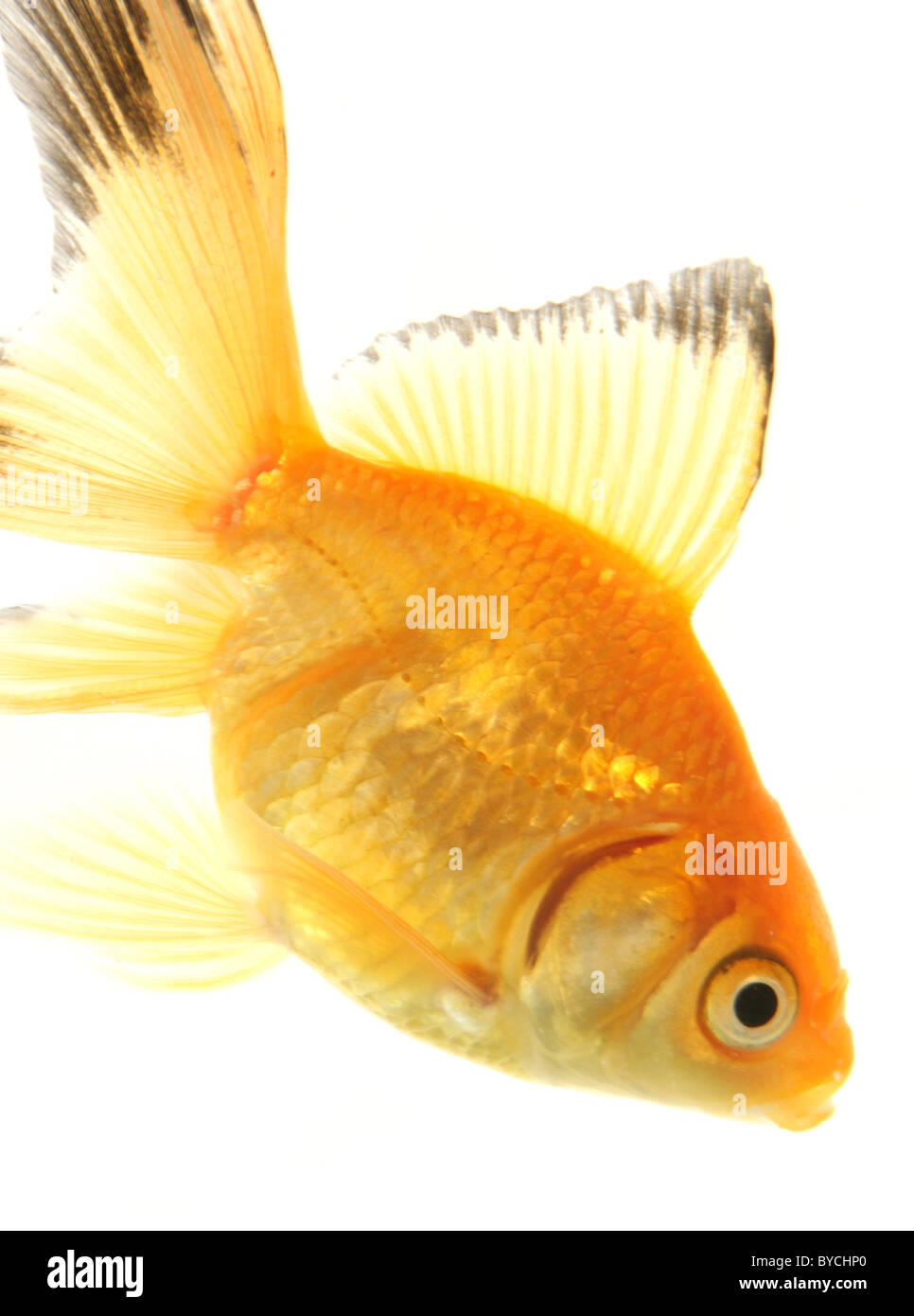 Fantail goldfish cutout portrait studio Stock Photo - Alamy