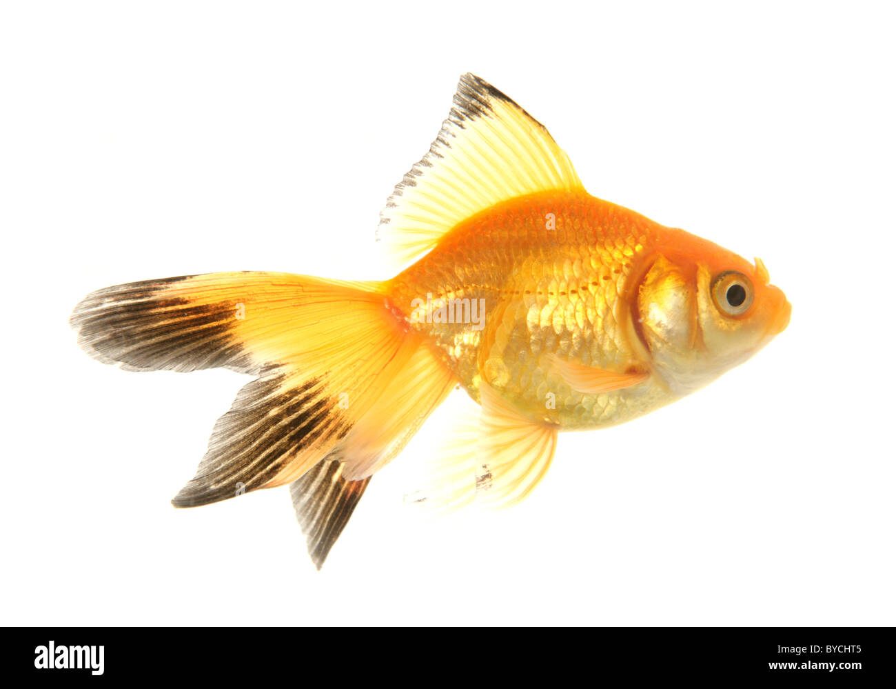 Goldfish Cut Out Stock Images & Pictures - Alamy