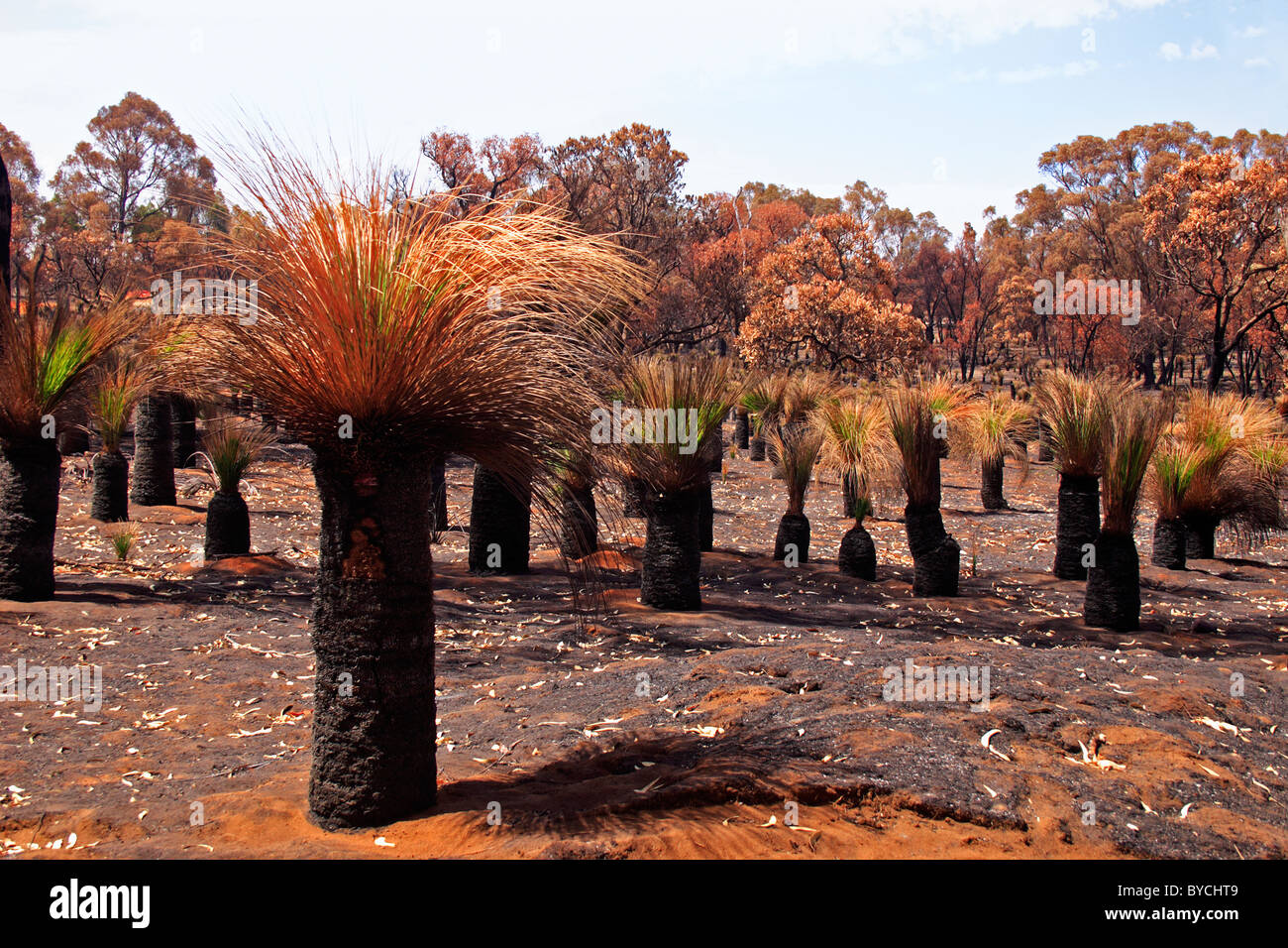 Bush Fire Aftermath Kwinana Perth Western Australia Stock Photo - Alamy