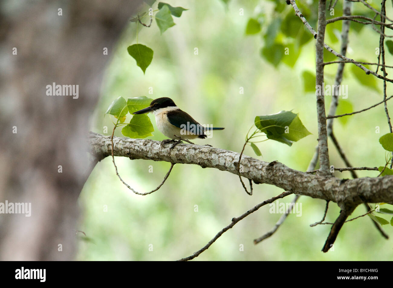 Kotare is the Maori name for the Sacred Kingfisher Die Maori nennen den ...