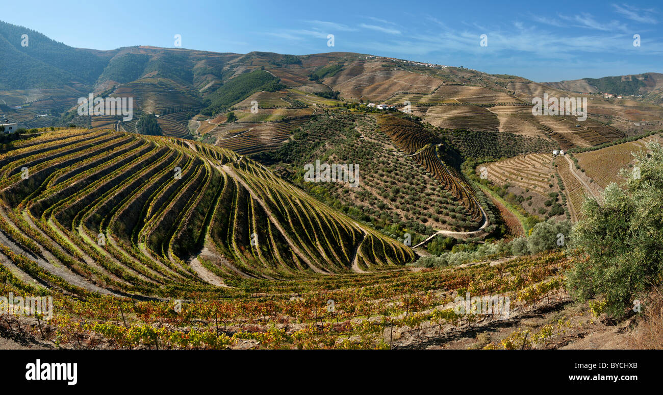 Portugal the Alto Douro, terraced vineyards between Regua and Pinhao at ...