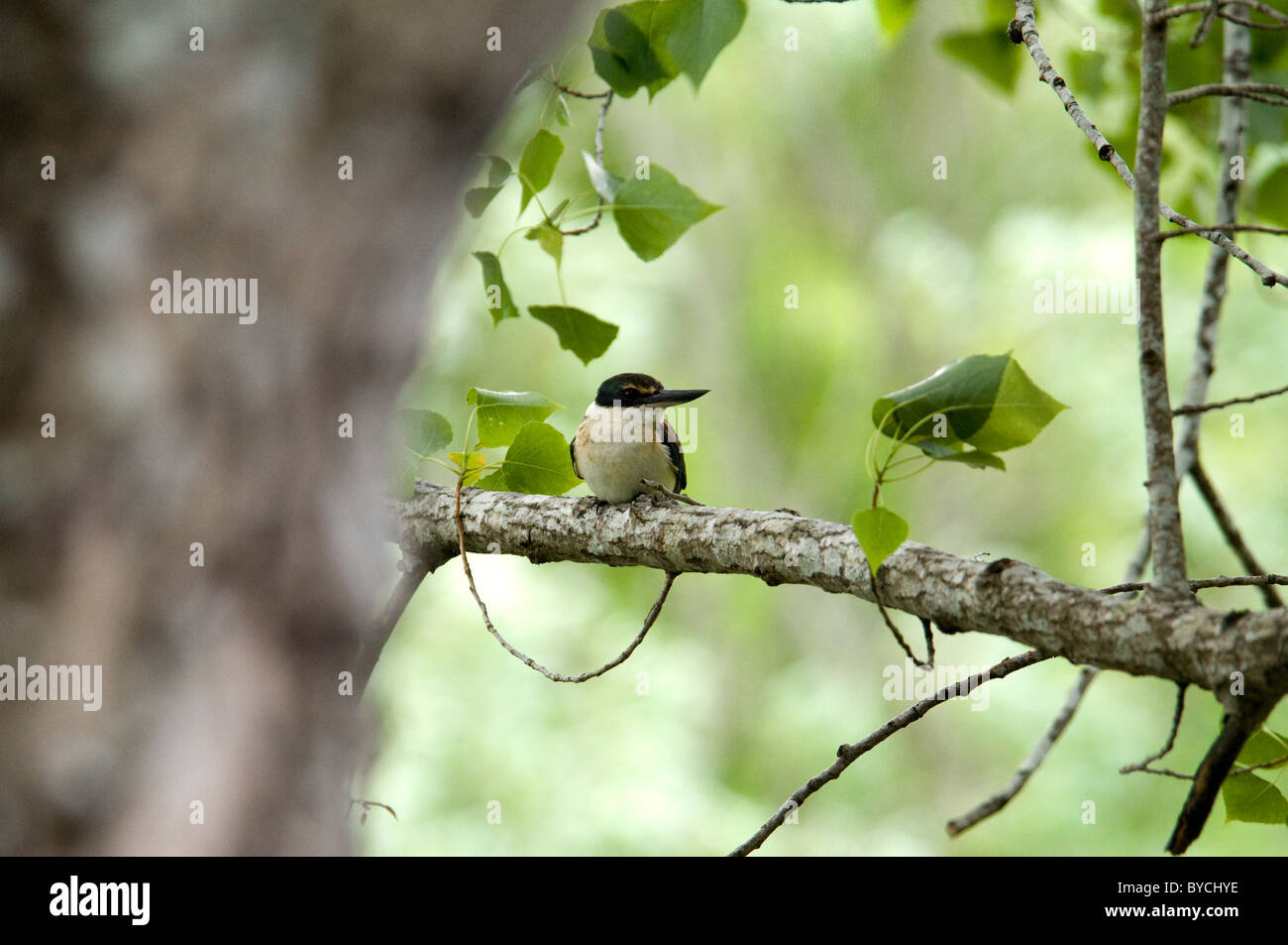 Kotare is the Maori name for the Sacred Kingfisher Die Maori nennen den ...