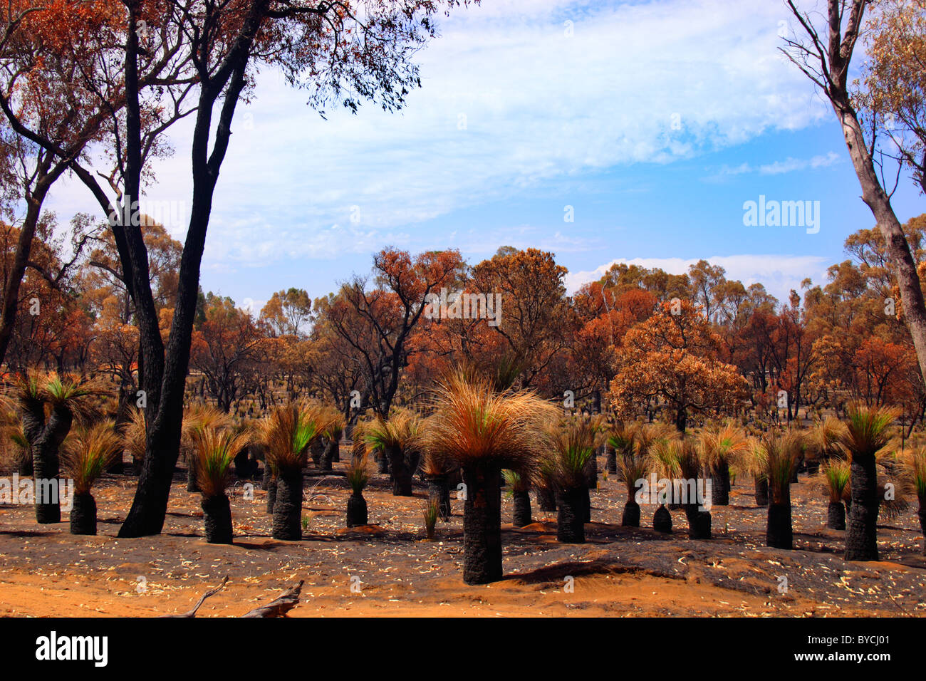 Bush Fire Aftermath Kwinana Perth Western Australia Stock Photo - Alamy