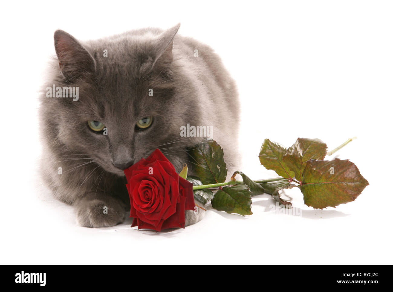 Cat Valentines Day High Resolution Stock Photography and Images - Alamy