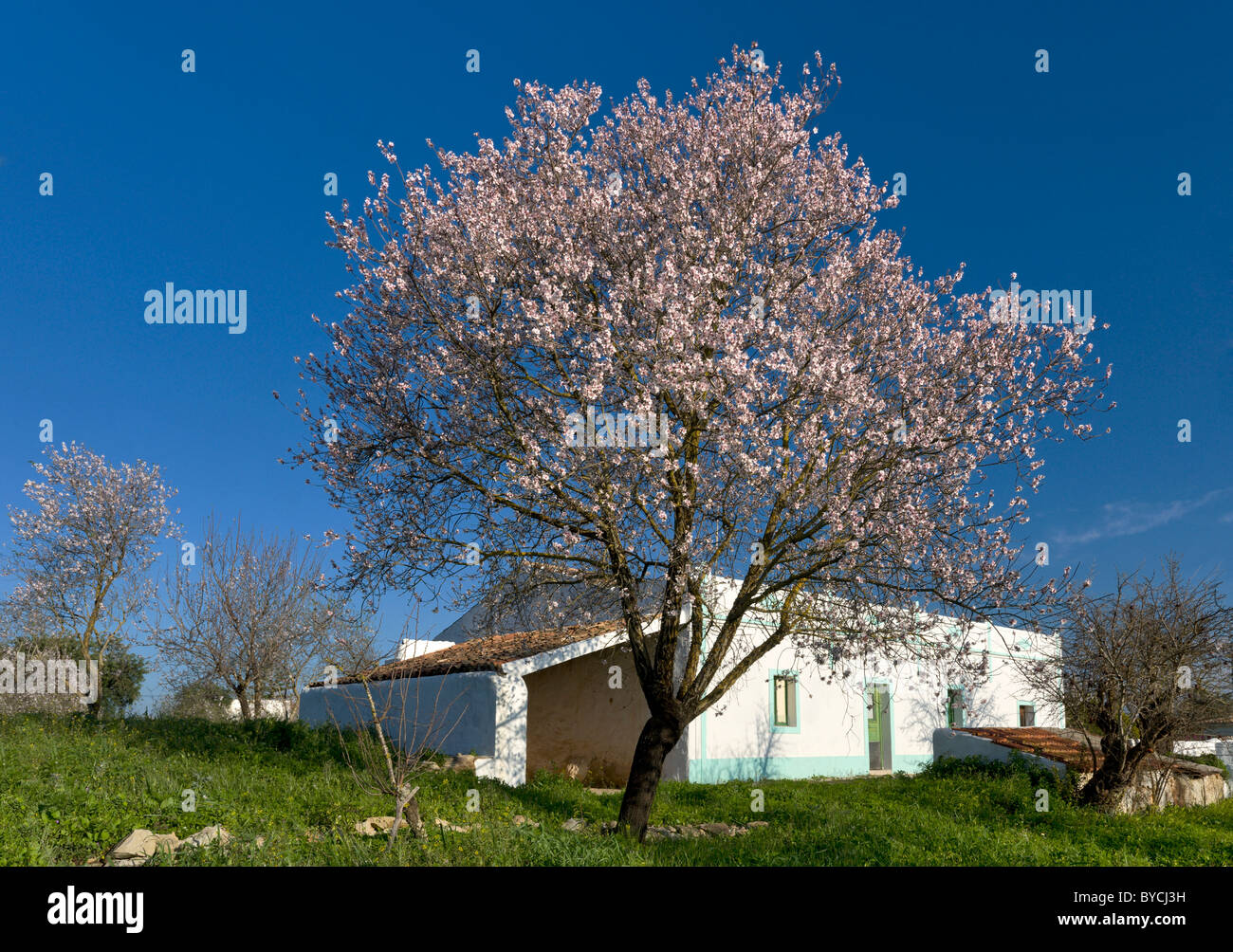 Portugal, the Algarve, almond tree and rustic cottage Stock Photo - Alamy