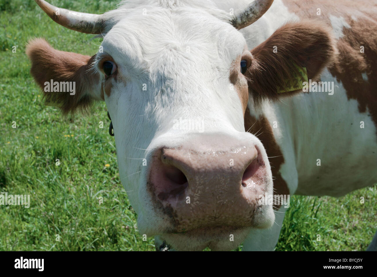 cow wants you to sniff Stock Photo - Alamy