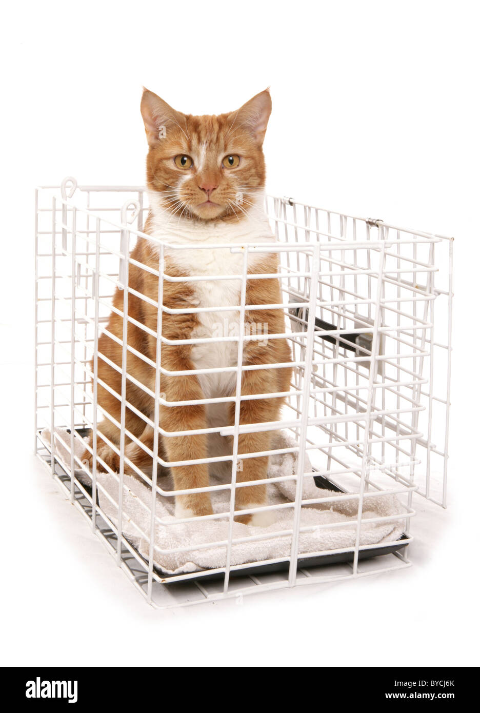 Ginger cat in a pet carry cage portrait in a studio Stock Photo - Alamy