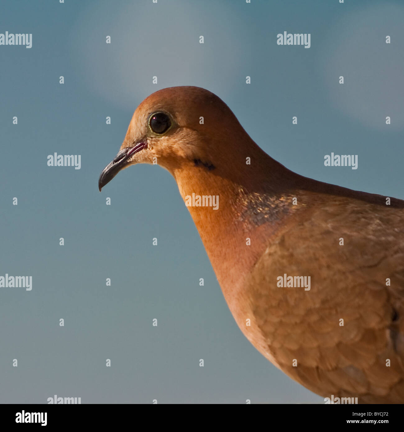 Zenaida aurita zenaida dove hi-res stock photography and images - Alamy
