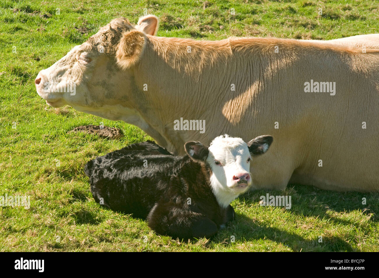 Cow and calf resting up on the south west coast path near Seatown Stock ...