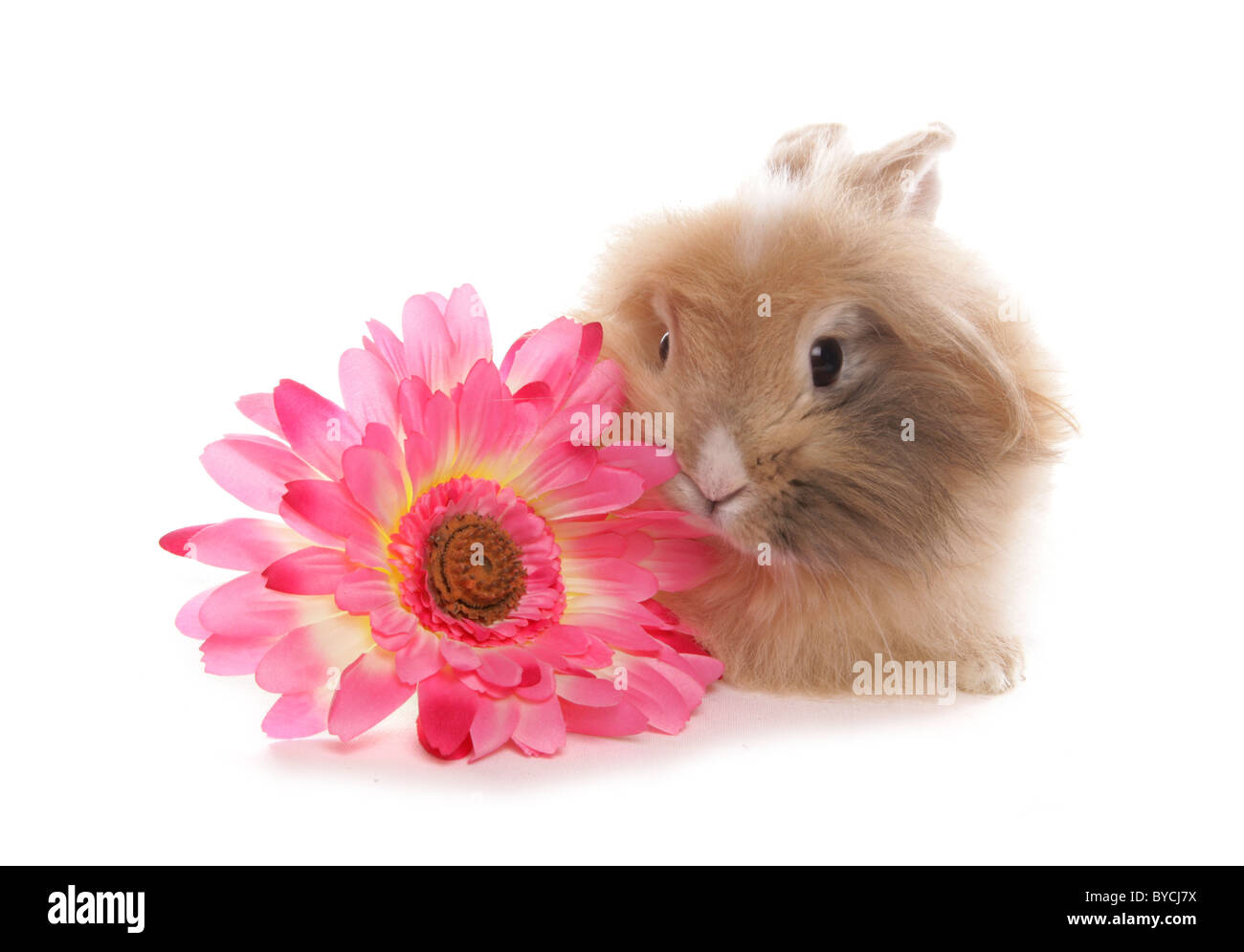 rabbit with flower portrait in a studio Stock Photo - Alamy